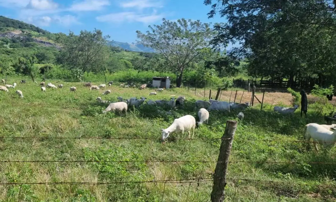 Fiji One News